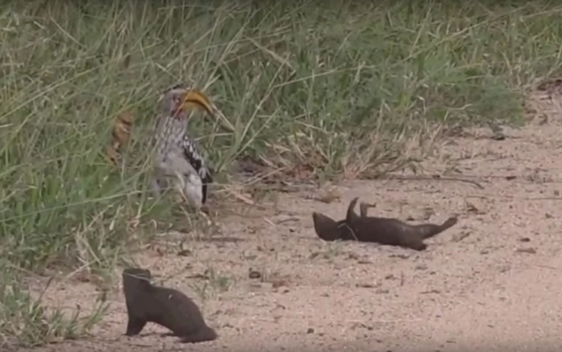 Meanwhile in Africa: Dwarf Mongoose Plays Dead - 30.04.2018, Sputnik ...