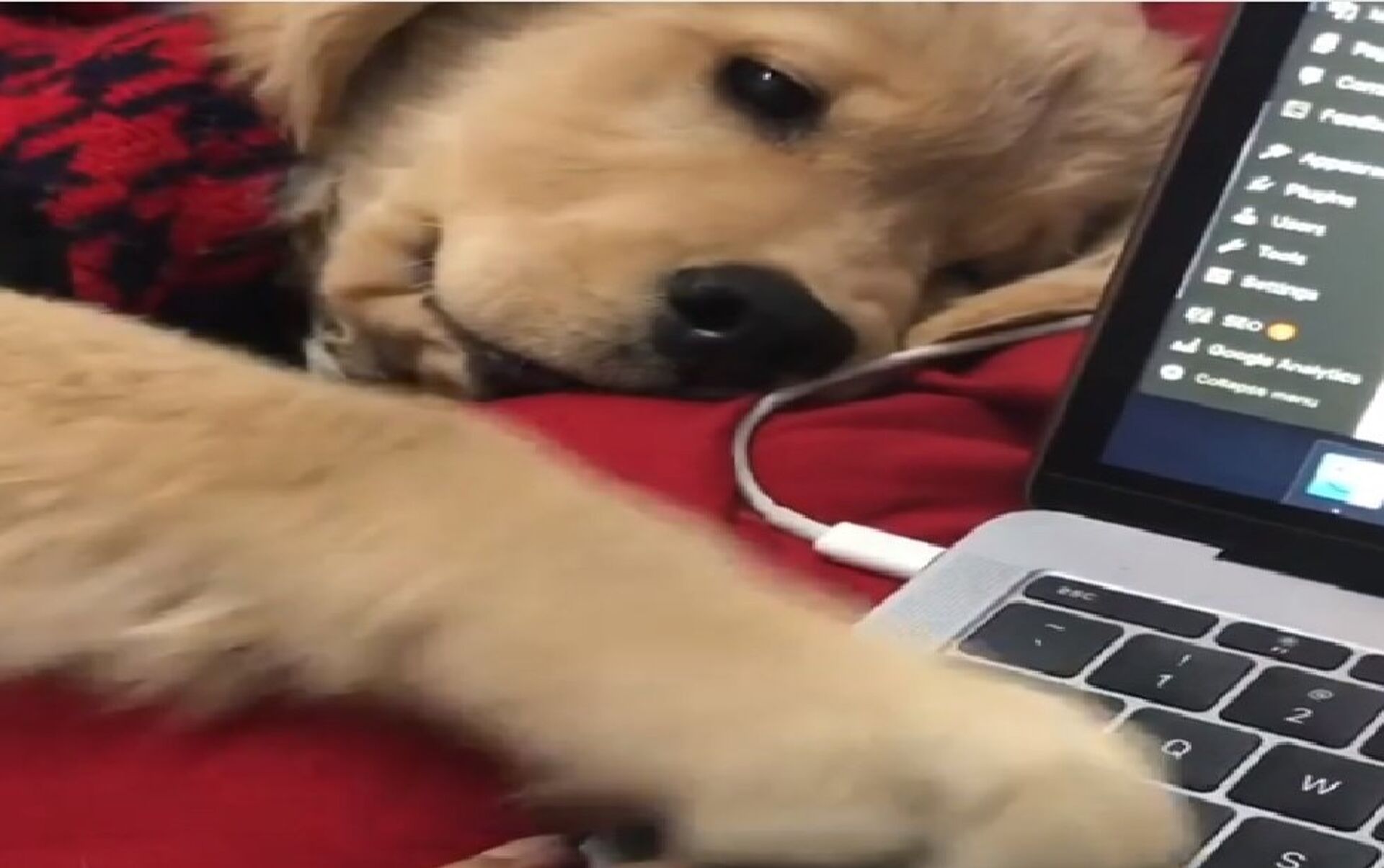 Technophobic Pooch: Jealous Golden Retriever Stops His Owner From Using ...