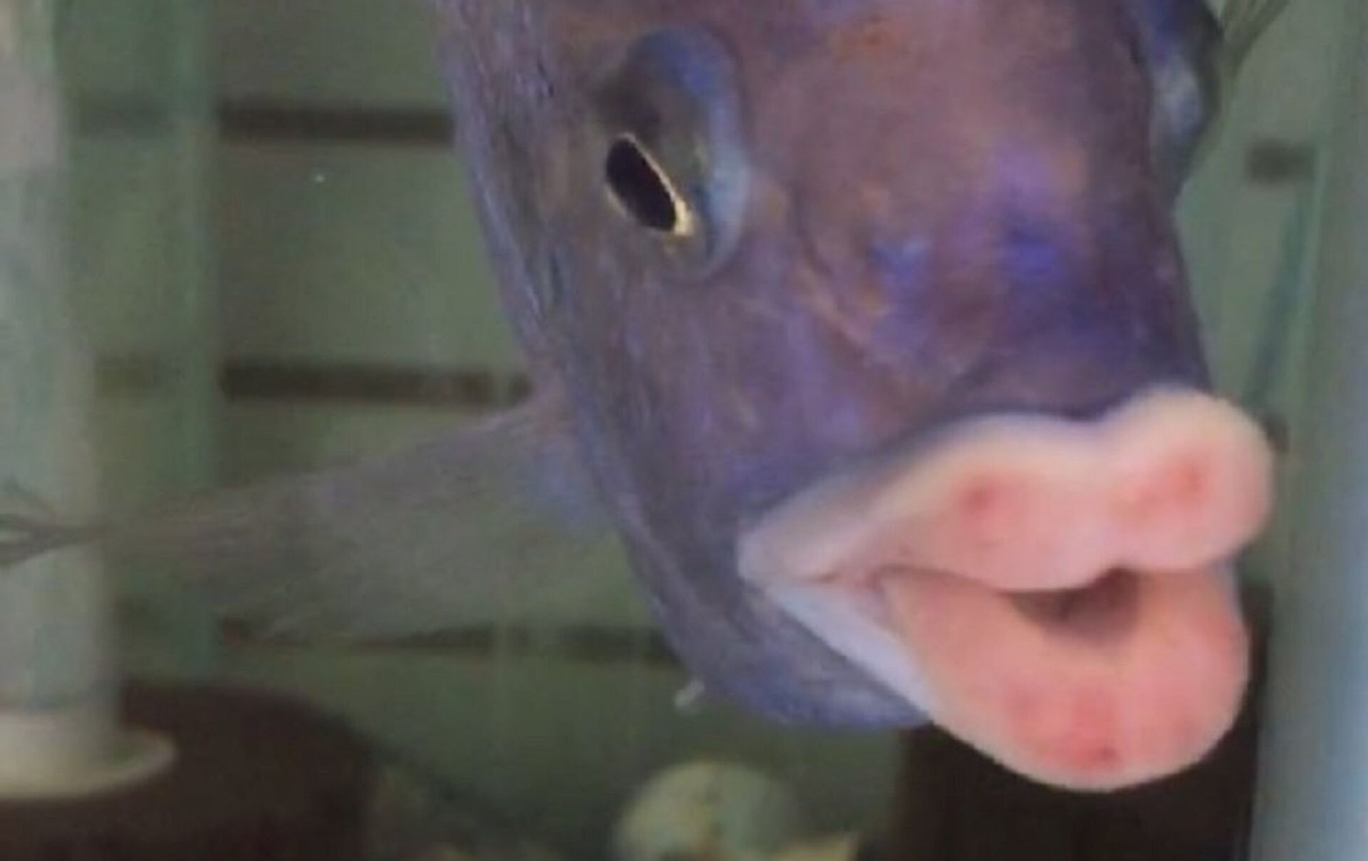 Angelina Jolie Is No Match for Me! Meet Fish With Real Human Lips - 07. ...