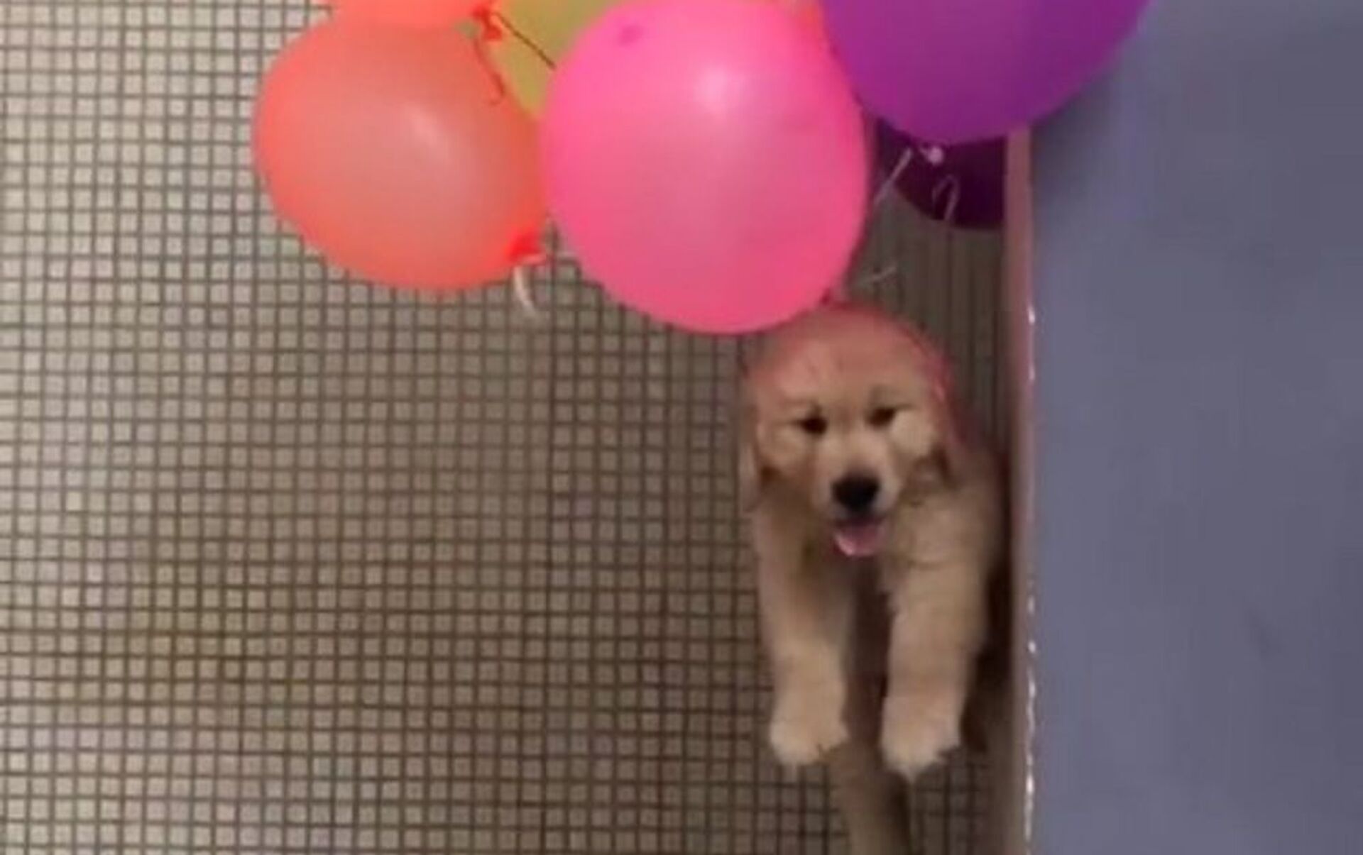 Up You Go! Golden Retriever Puppy Lifted by Balloons (or Not) - 24.06. ...