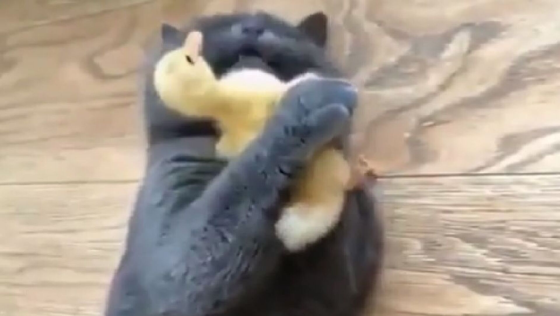 For the Birds: Adorable Cat Hugs and Licks a Friendly Duck - 23.08.2019 ...