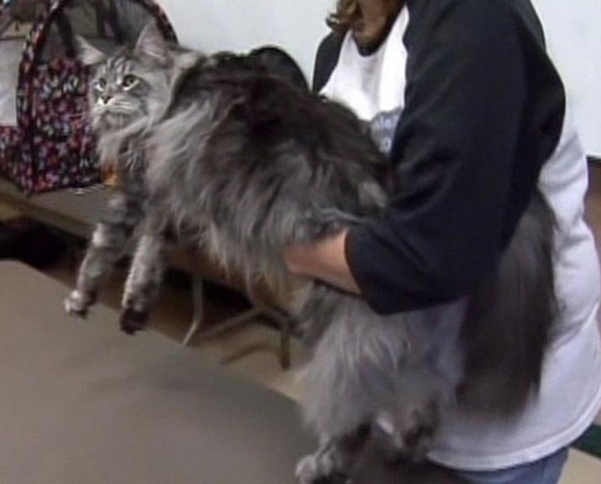 U.S. cat breaks Guinness record as world's longest domestic cat - 20.10 ...