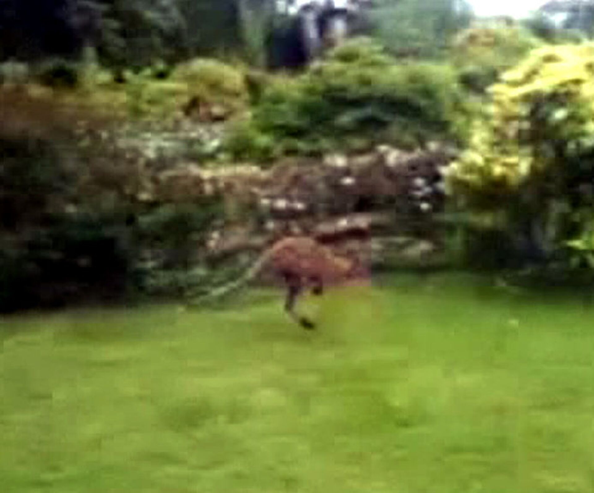 Wild wallabies sighted in UK - 20.05.2011, Sputnik International