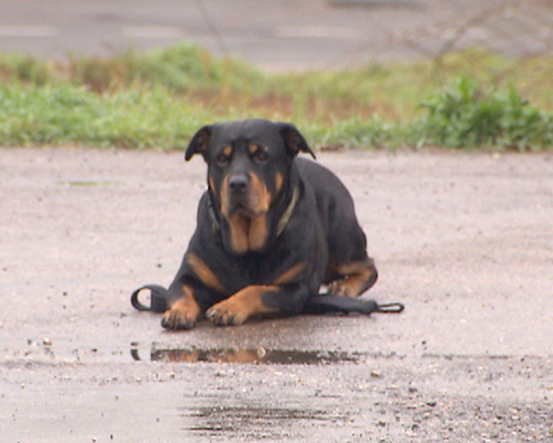 One day in the life of Ada the Rottweiler, a bomb sniffer - 05.10.2011 ...
