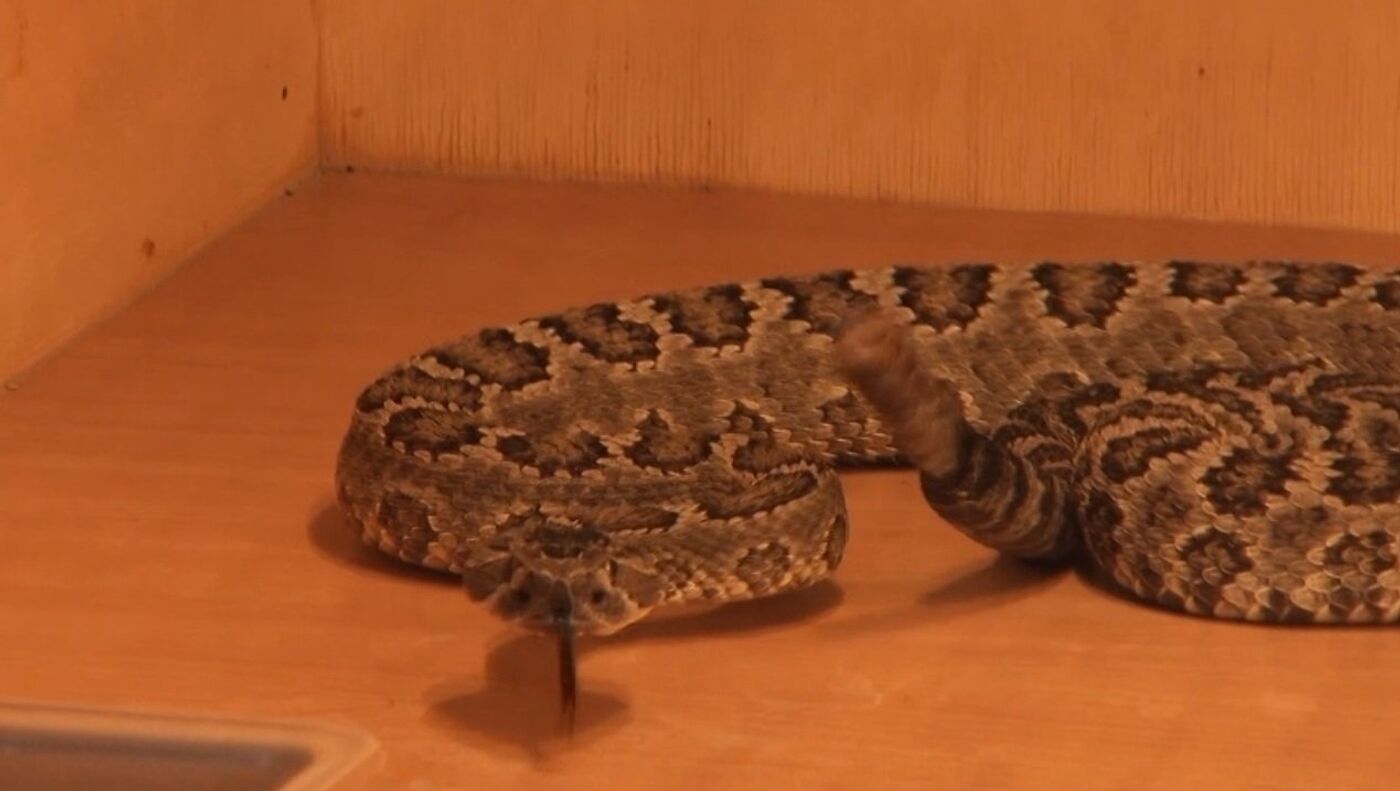 Venom Production at a Novosibirsk Serpentarium: an Interactive Report ...